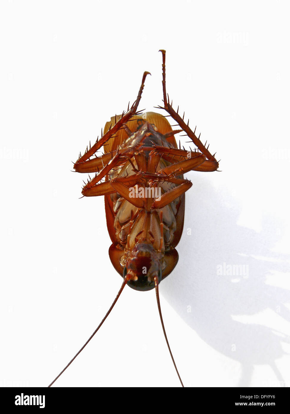 From Cockroaches High Resolution Stock Photography and Images - Alamy