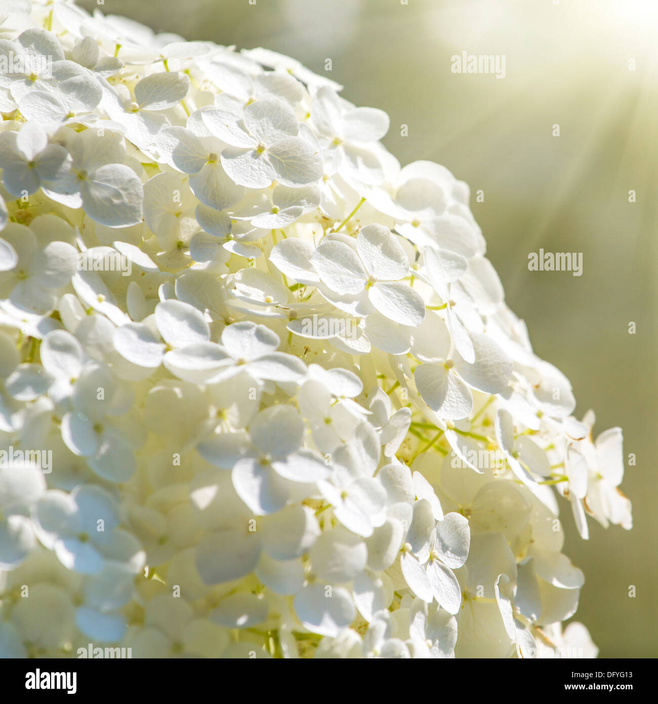 Pretty white hi-res stock photography and images - Alamy