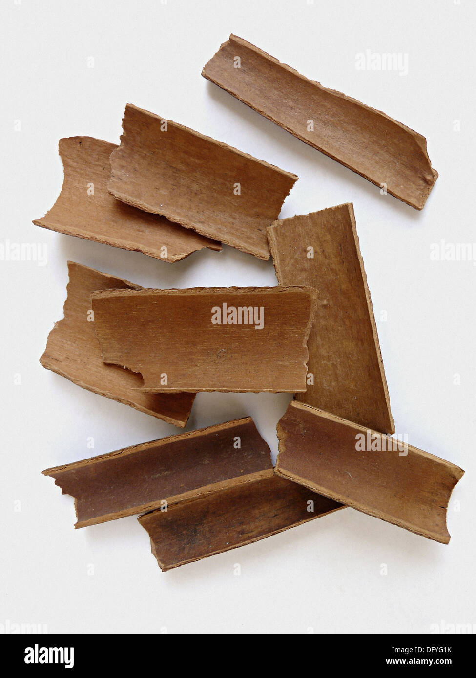 True cinnamon tree hi-res stock photography and images - Alamy