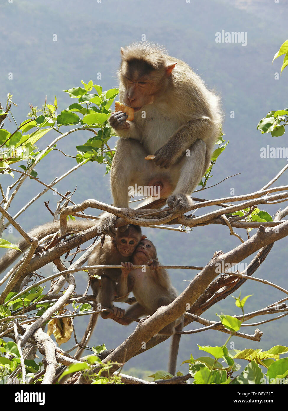 Bandipur Monkey High Resolution Stock Photography and Images - Alamy