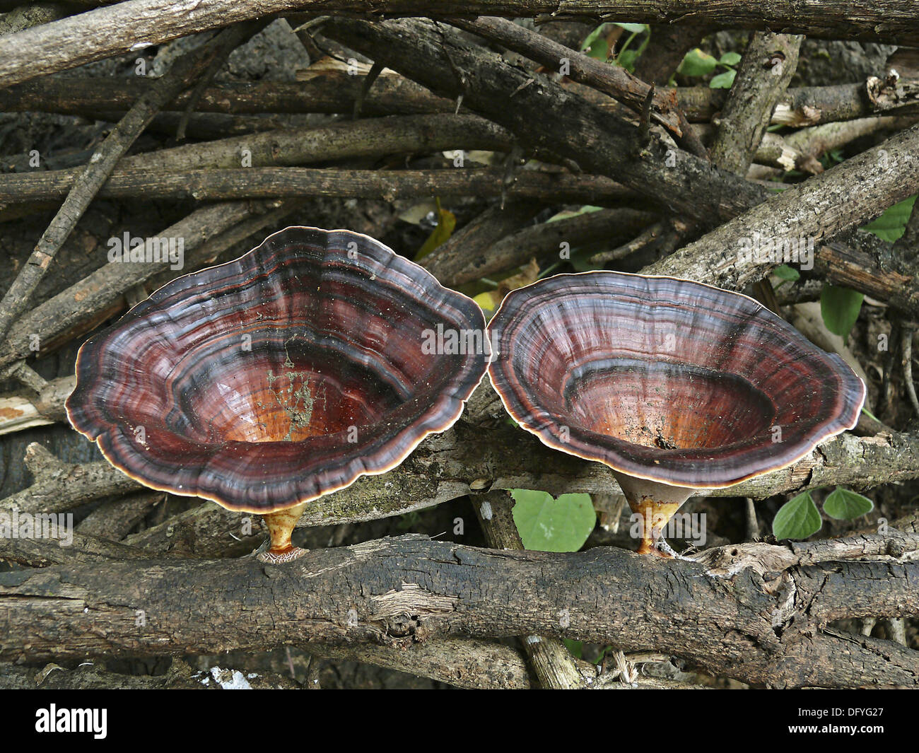 Common Funnel Cap High Resolution Stock Photography and Images - Alamy