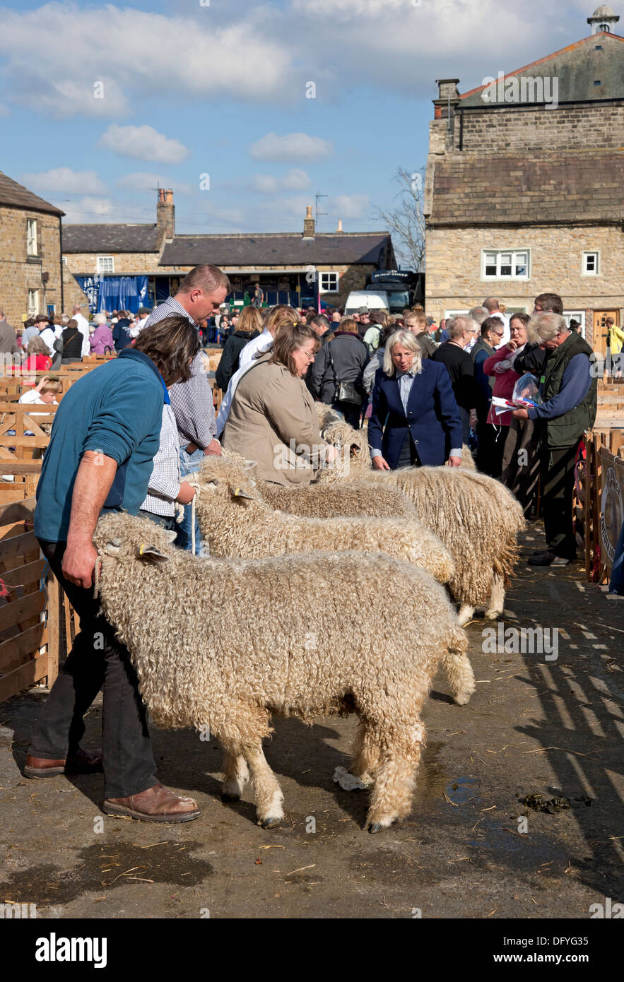 Farmers showing their sheep for judging at the Annual Masham Sheep Fair ...