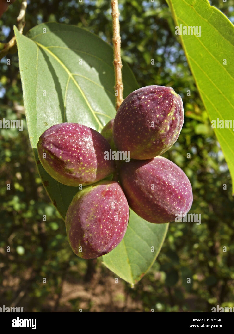 Bal hirda hi-res stock photography and images - Alamy