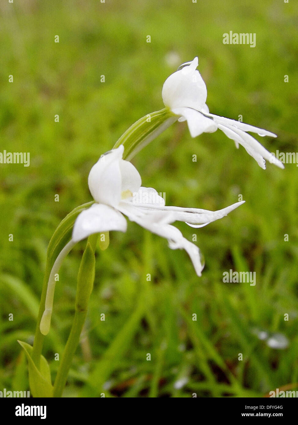Phylum magnoliophyta hi-res stock photography and images - Alamy