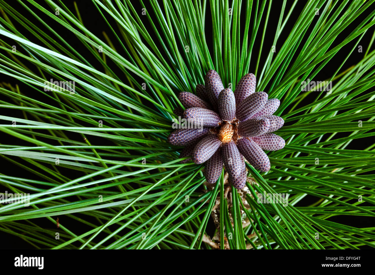 Long leaf pine pinus palustris hi-res stock photography and images - Alamy
