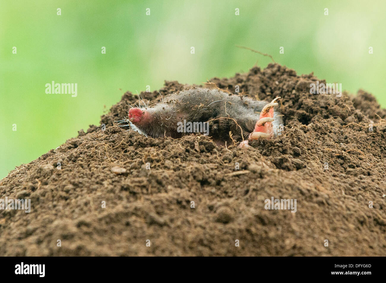 Mole hi-res stock photography and images - Alamy