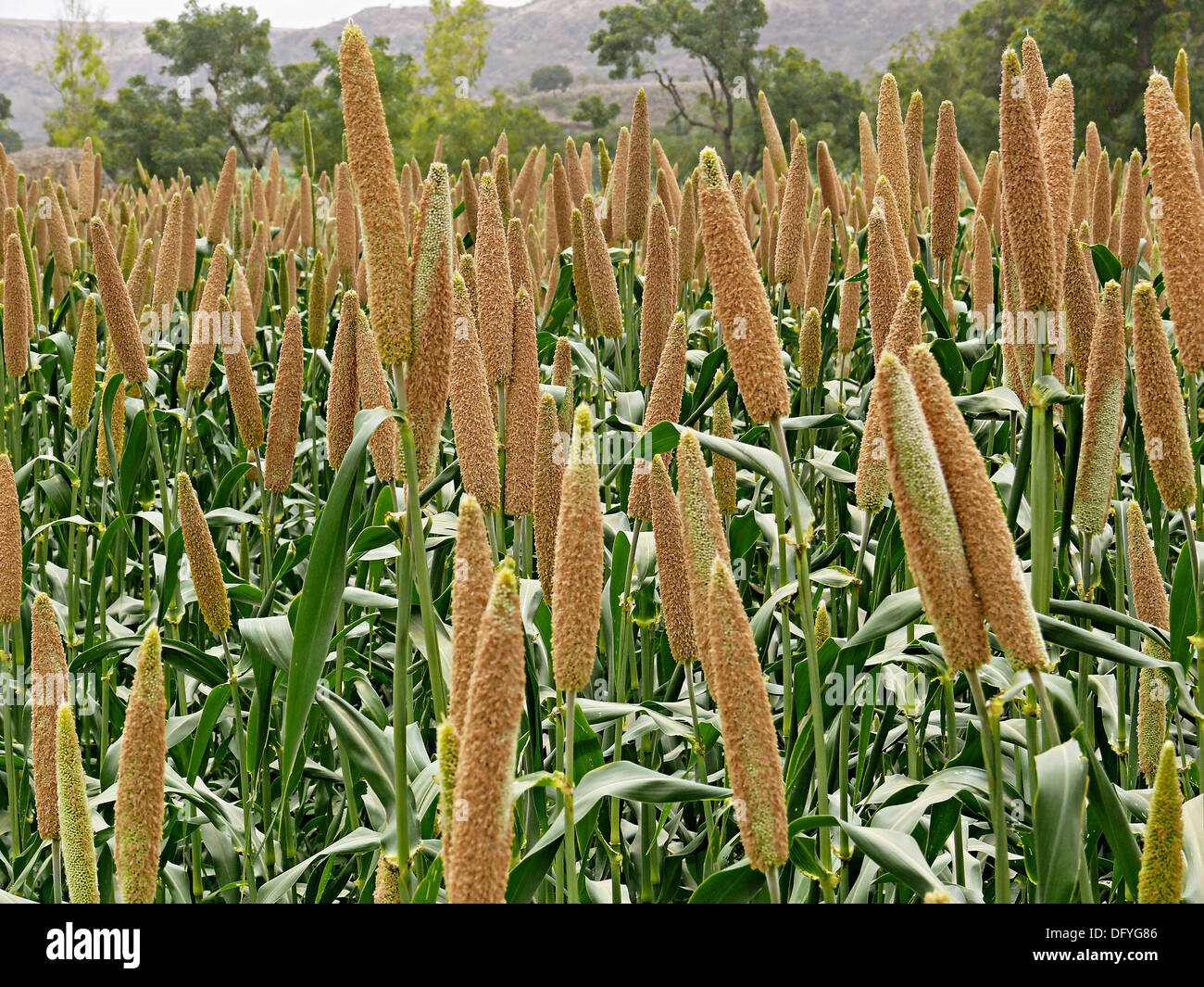 Bajari grain hi-res stock photography and images - Alamy