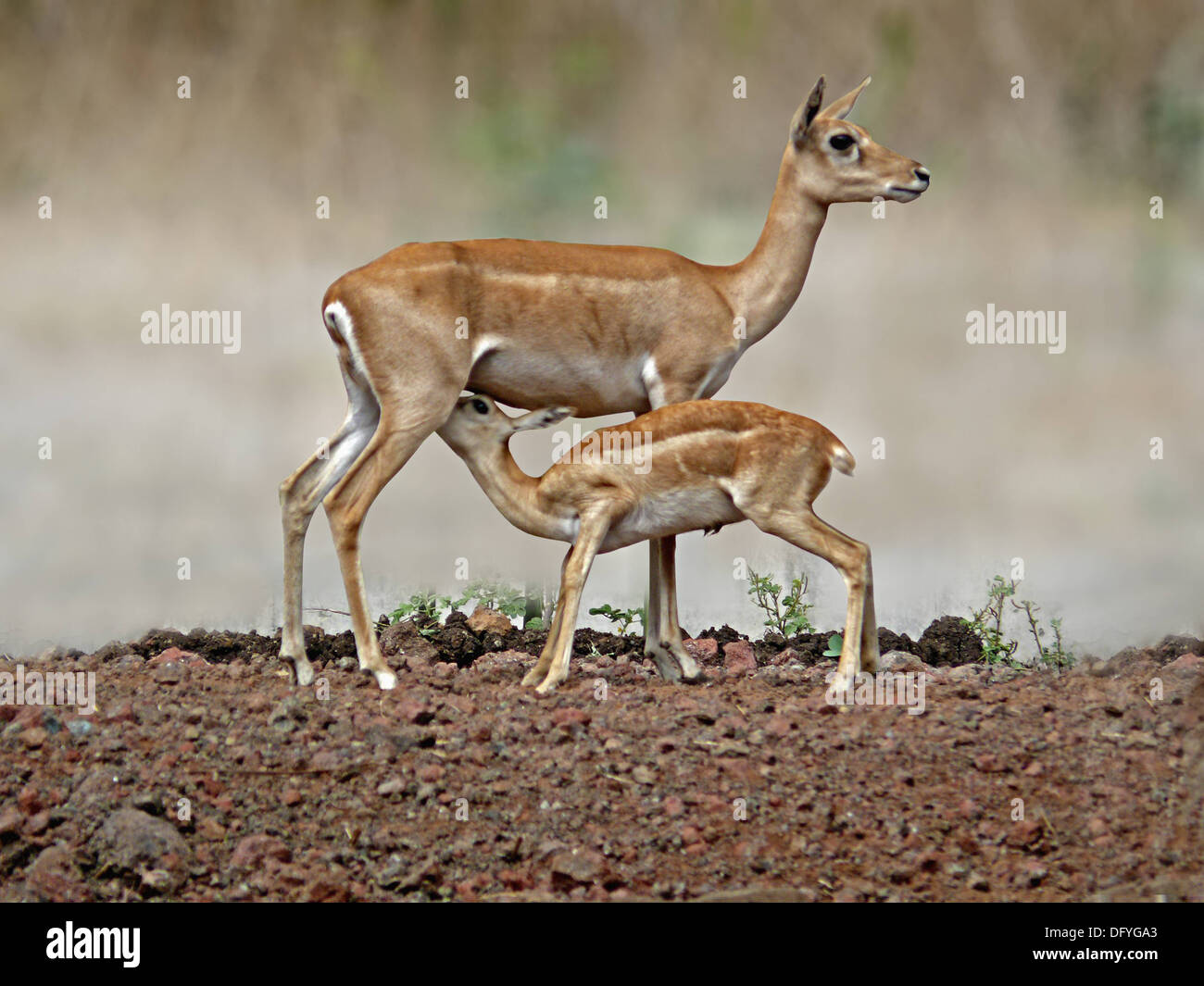 Female barasingha hi-res stock photography and images - Alamy