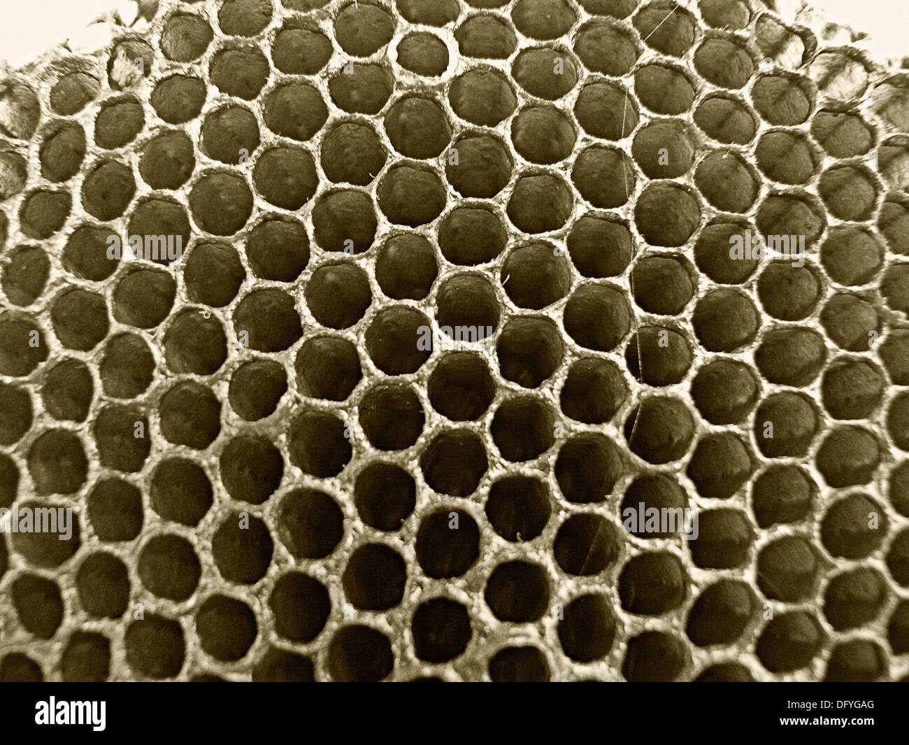 Global ayurveda hi-res stock photography and images - Alamy