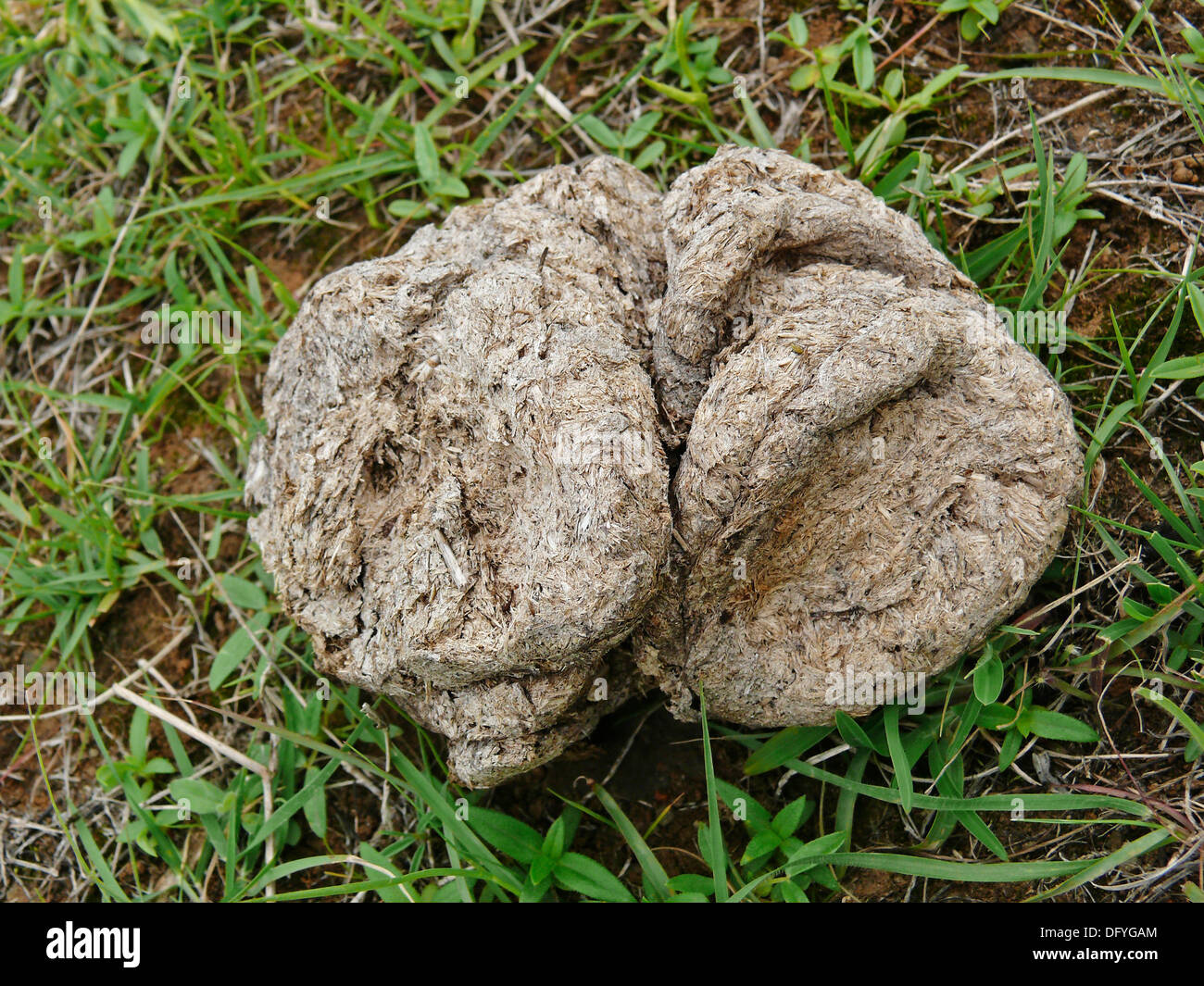 Dung Fuel Fire India High Resolution Stock Photography and Images - Alamy