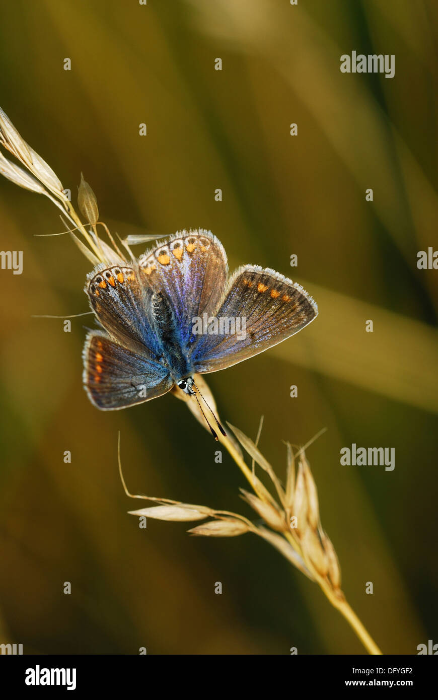 A common blue butterfly at rest on a grass seed head UK Stock Photo - Alamy