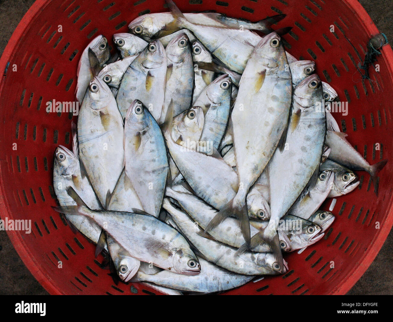 Rastrelliger hi-res stock photography and images - Alamy