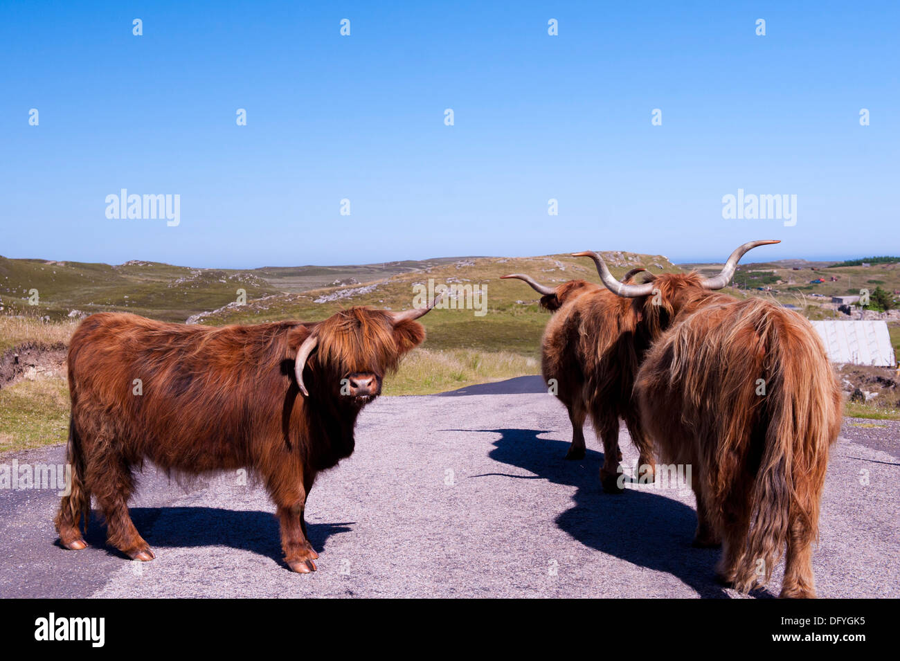 Highland cows have horns hi-res stock photography and images - Alamy