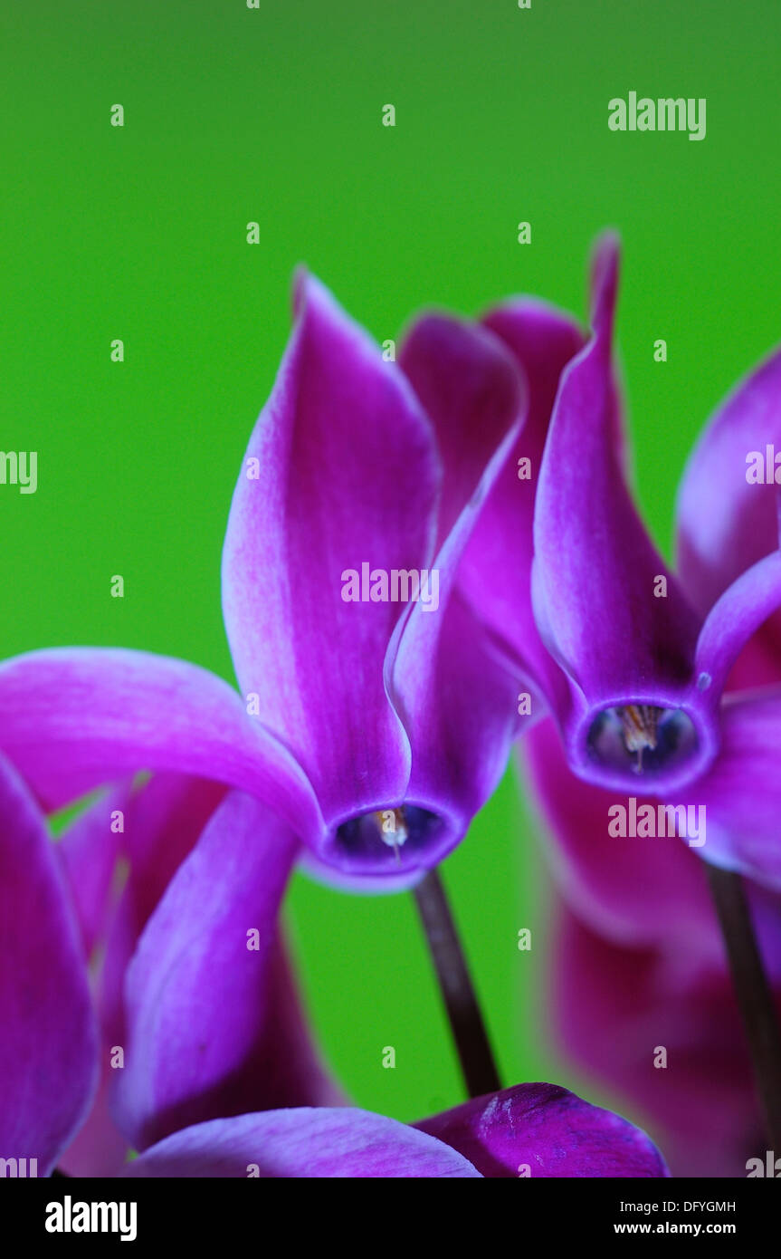 Curves of a flower hi-res stock photography and images - Alamy