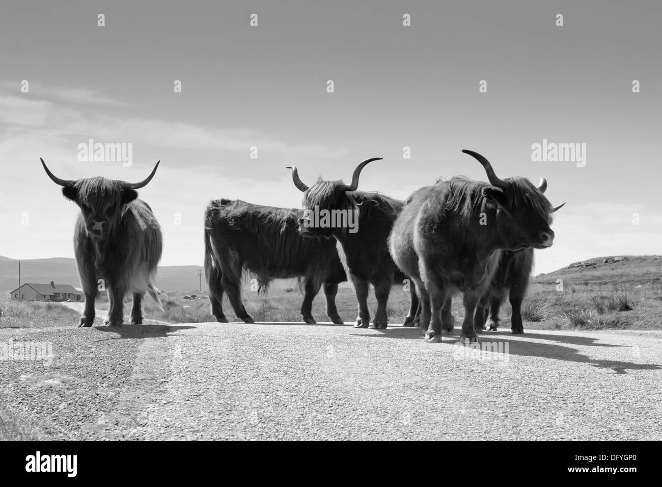 Cattle with big horns hi-res stock photography and images - Alamy