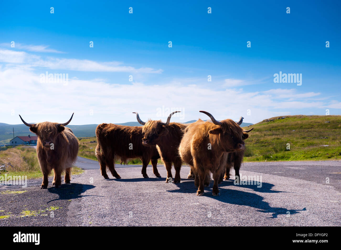 highland cows on road Stock Photo - Alamy