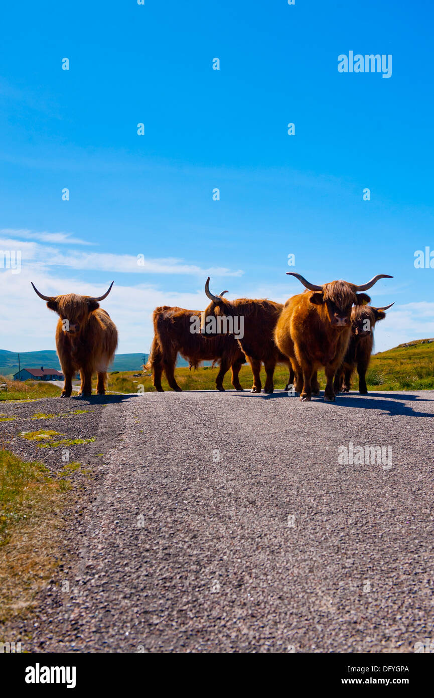 Cattle blocking road hi-res stock photography and images - Alamy
