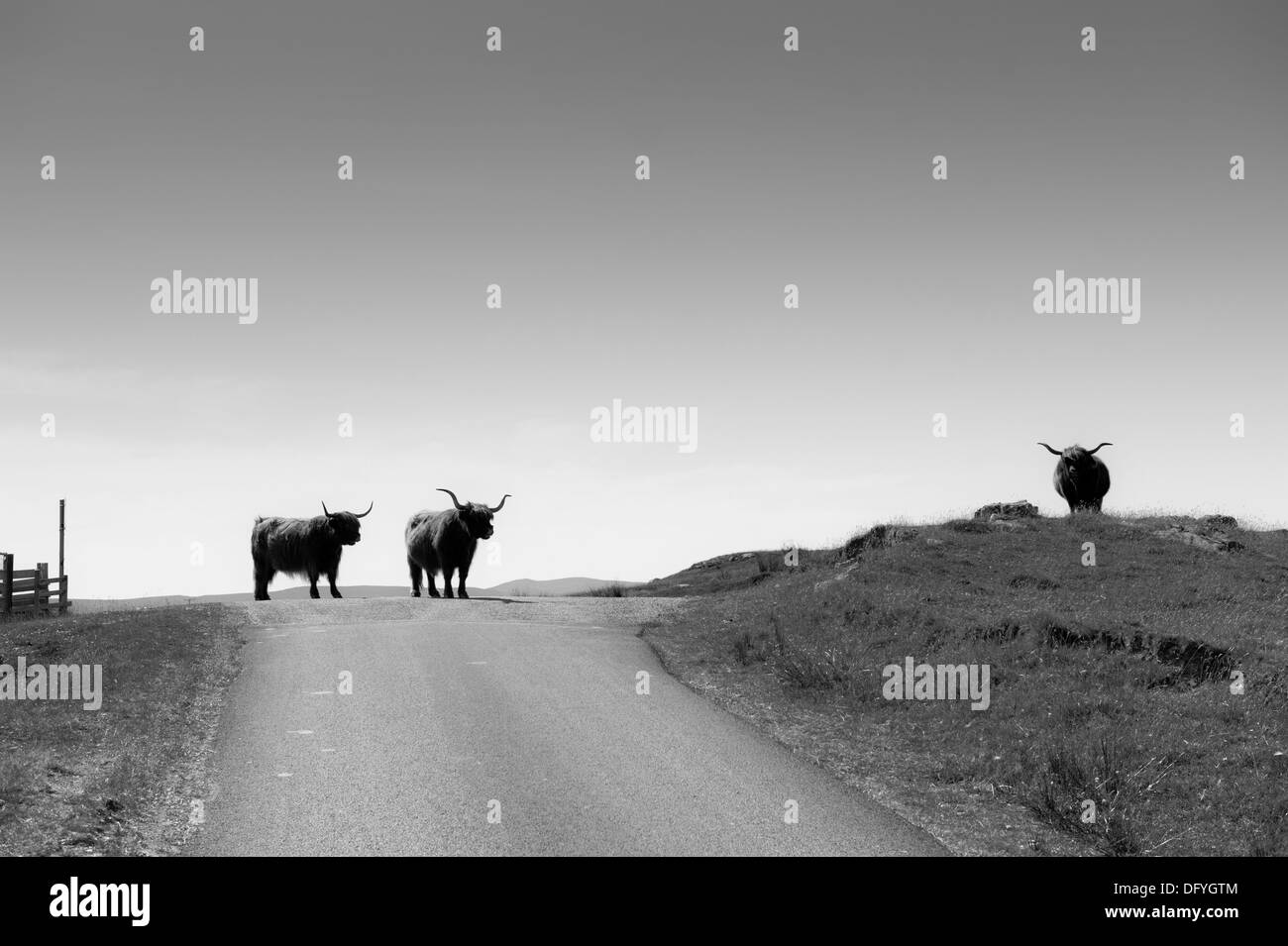 Three highland cows blocking road at hill crest black and white Stock ...