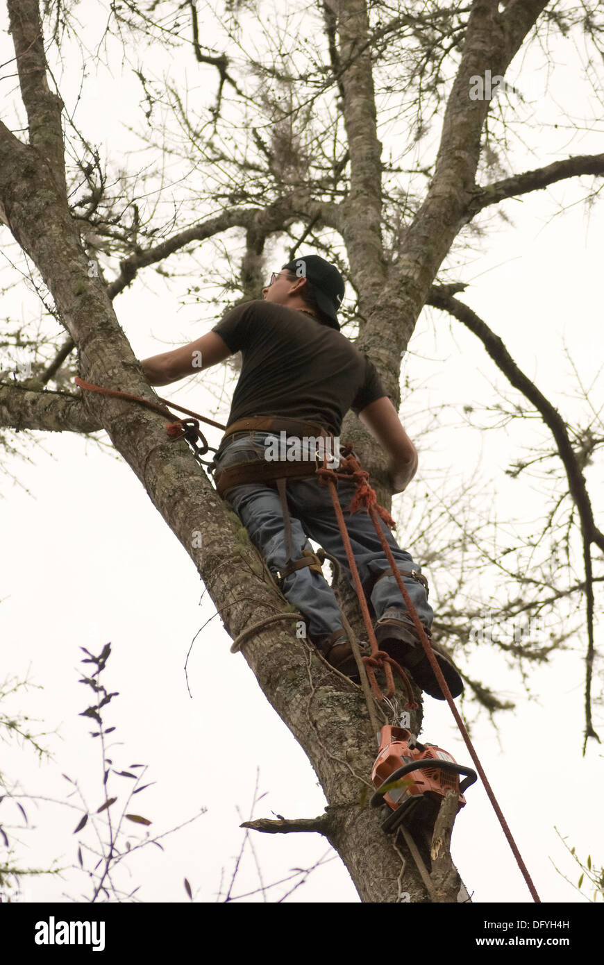 Tree surgeon contemplates his situation atop a tall dead tree Stock ...