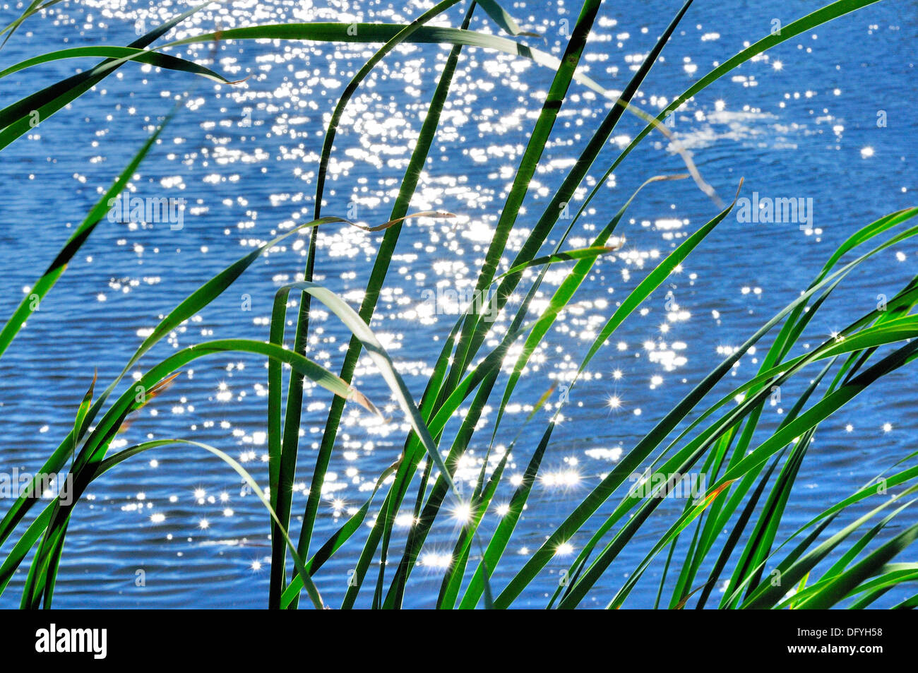 Shimmering sunlight reflecting off pond behind cattail reeds Stock ...