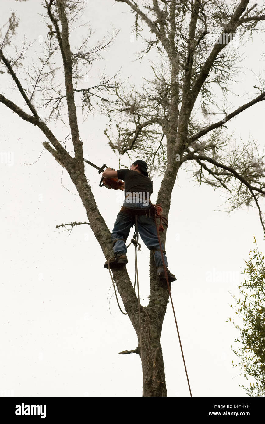 Cutting tall tree hi-res stock photography and images - Alamy