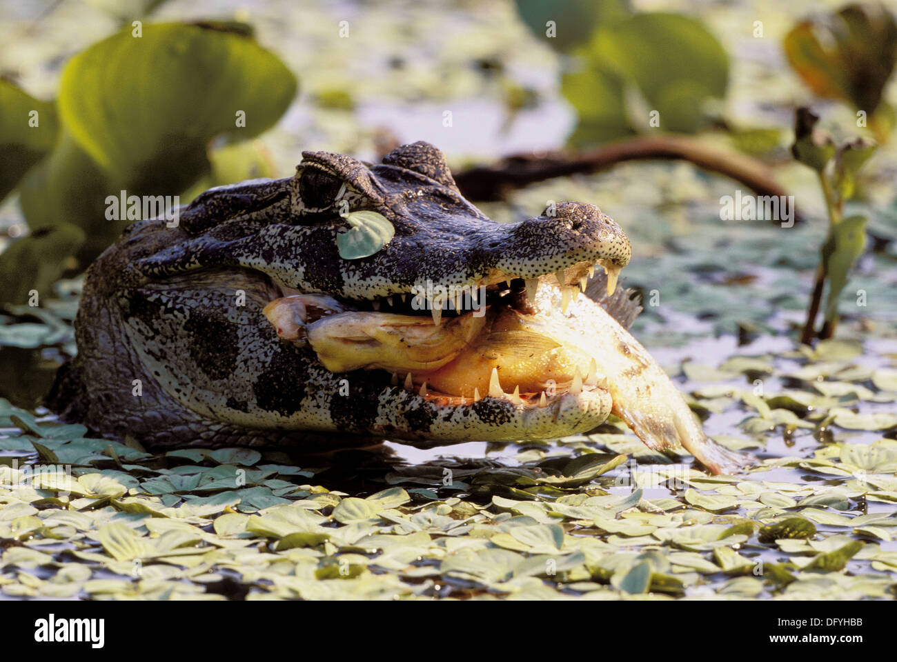 Close view caiman nose hi-res stock photography and images - Alamy
