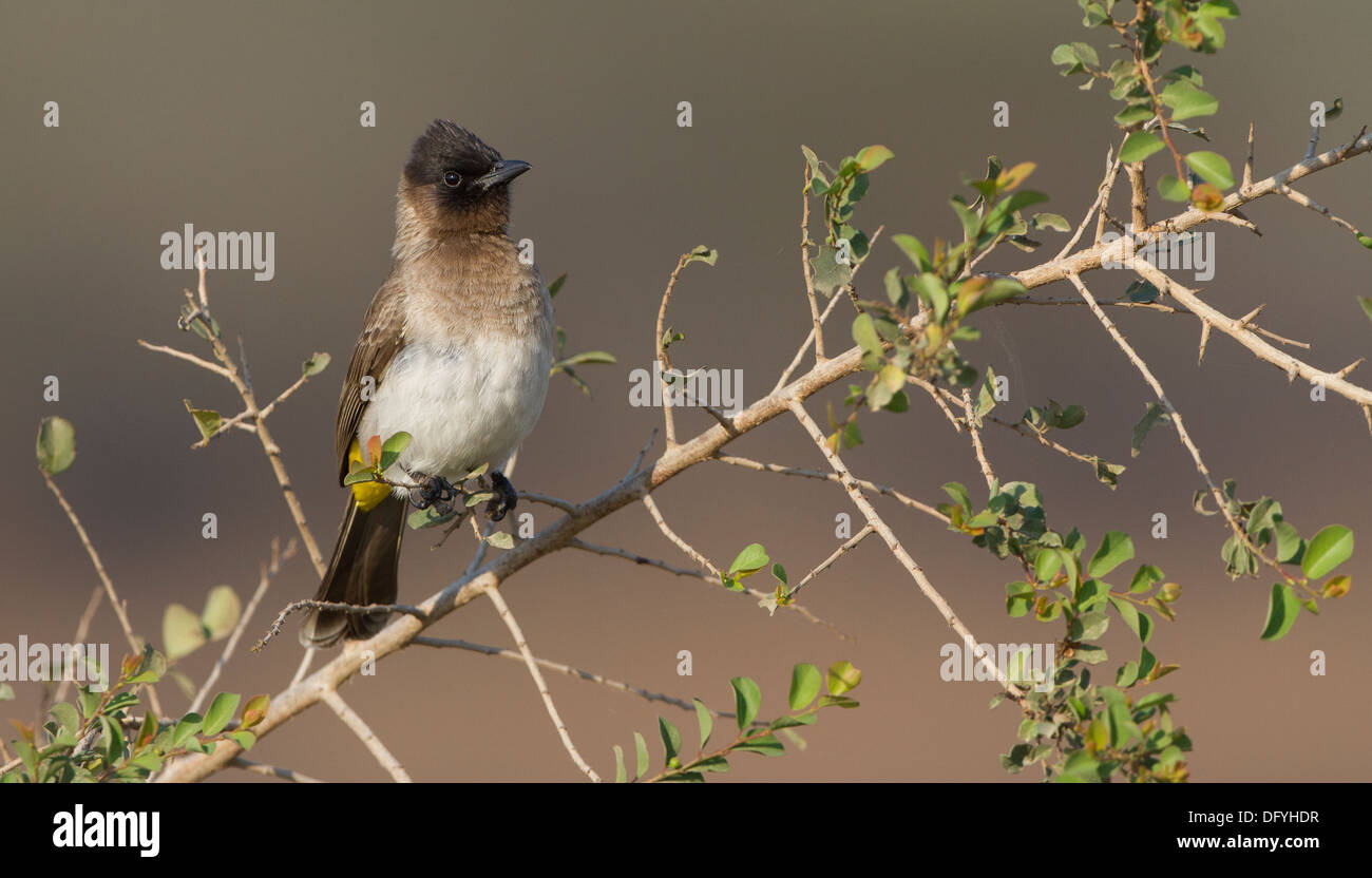 Common bulbul hi-res stock photography and images - Alamy