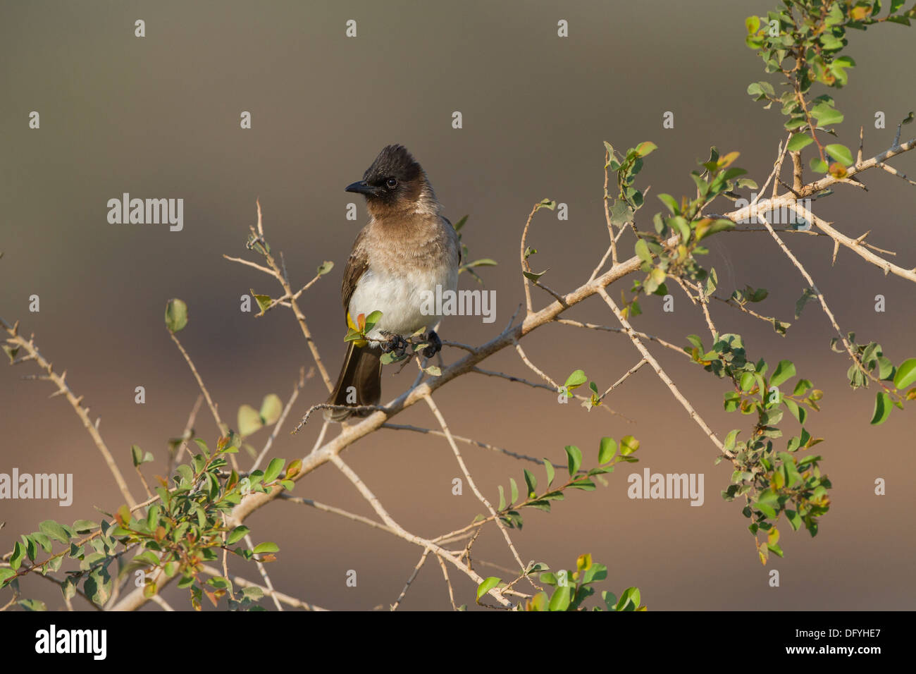 Common bulbul black eyed hi-res stock photography and images - Alamy