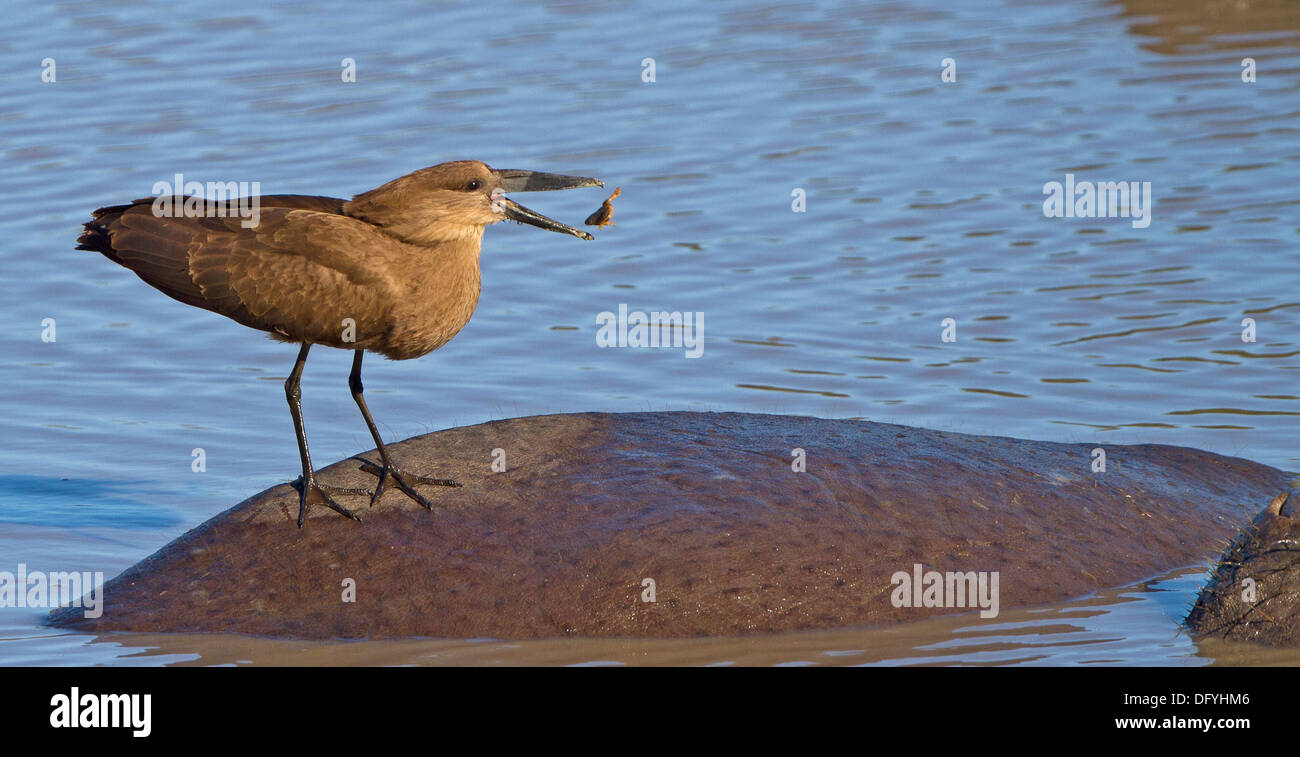 Hammerkop standing on Hippo's back and tossing a frog into the air ...