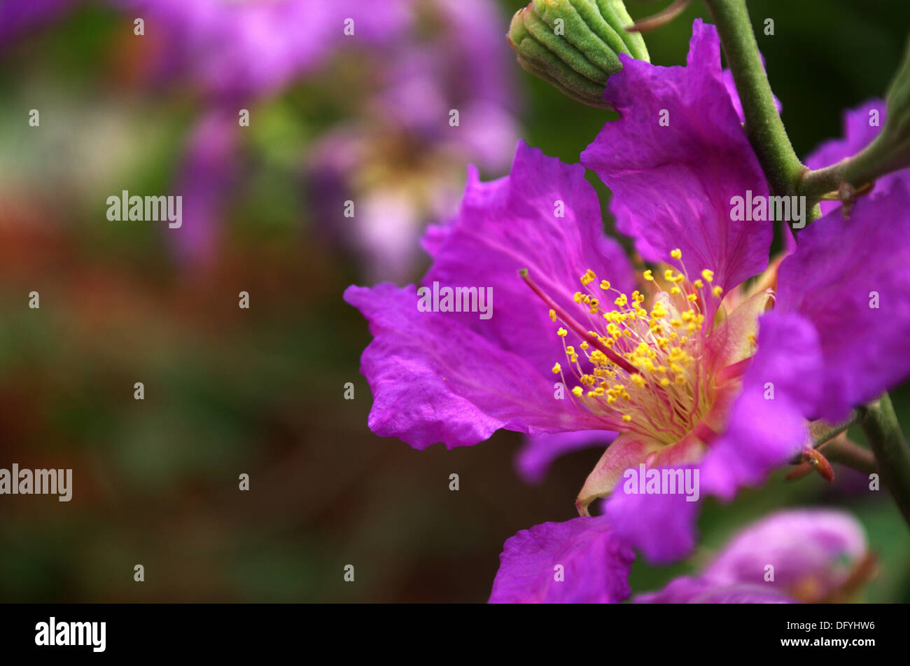 beautiful flower of a Lagerstroemia plant Stock Photo - Alamy