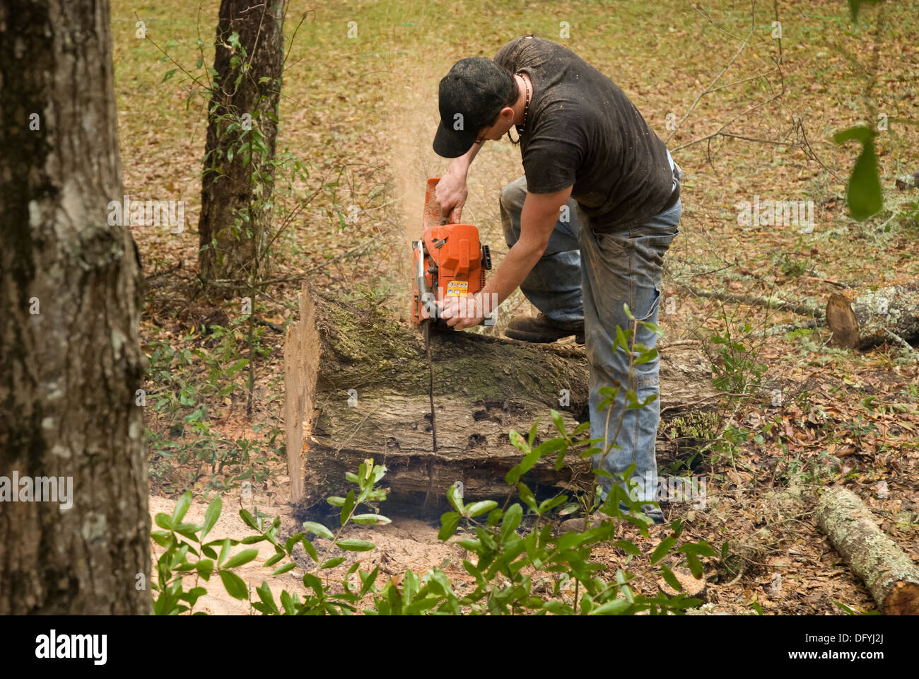 Cutting up felled trees into smaller pieces for removal Stock Photo - Alamy