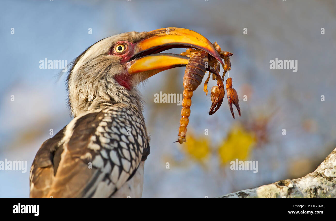 Scorpion Eating Stock Photos & Scorpion Eating Stock Images - Alamy