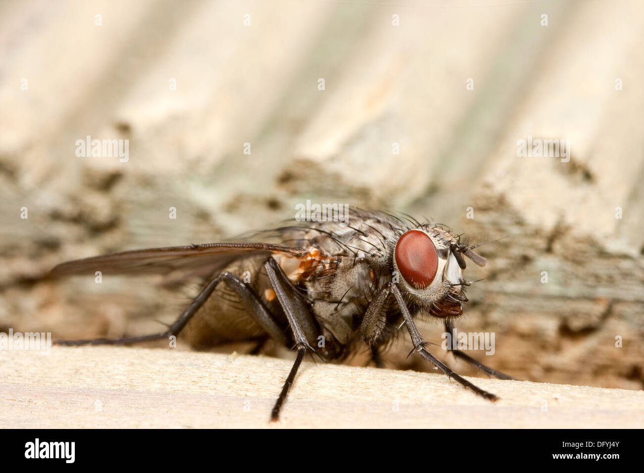 Fly fauna hi-res stock photography and images - Alamy