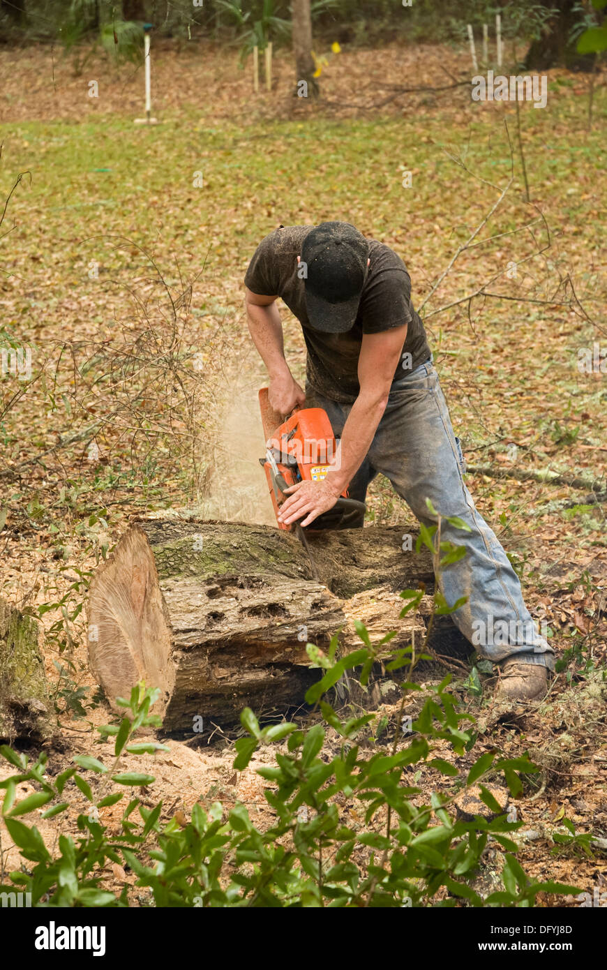 Cutting up felled trees into smaller pieces for removal Stock Photo - Alamy