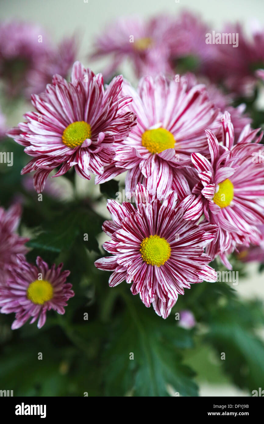 Plants with nature and fresh hi-res stock photography and images - Alamy