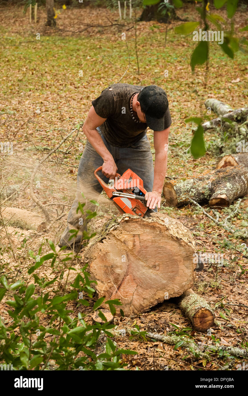 Hazardous tree removal hi-res stock photography and images - Alamy