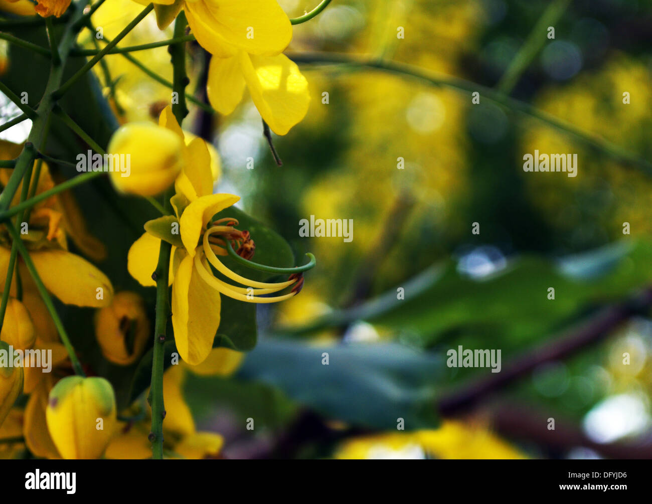 Beautiful flower of cassia fistula, amaltas tree, nature photography ...