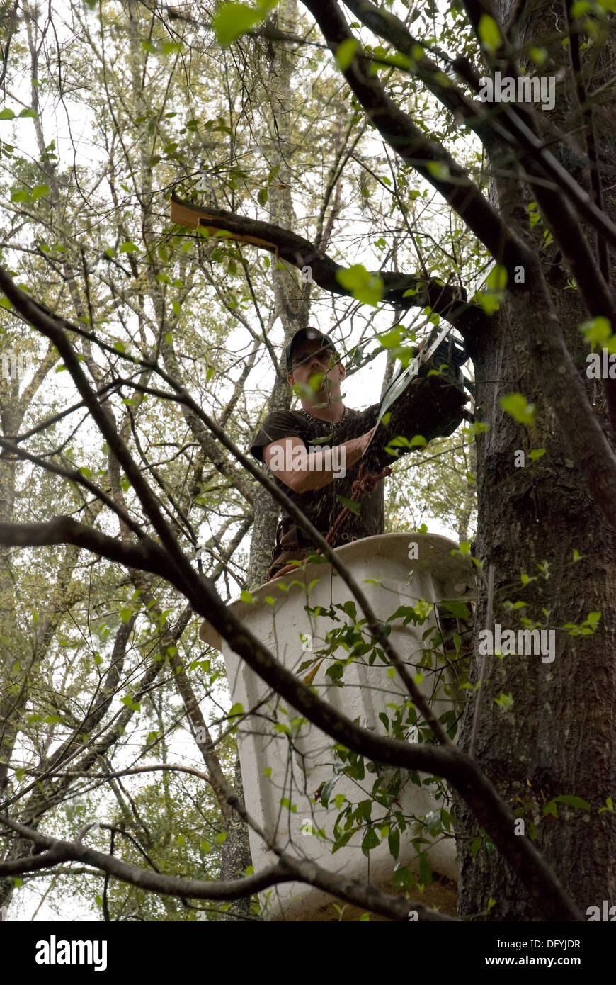 Tree surgeon goes up into tree with bucket to trim branches Stock Photo ...