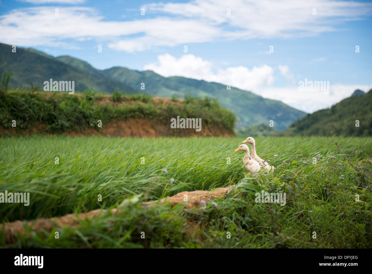 Wiggly path hi-res stock photography and images - Alamy