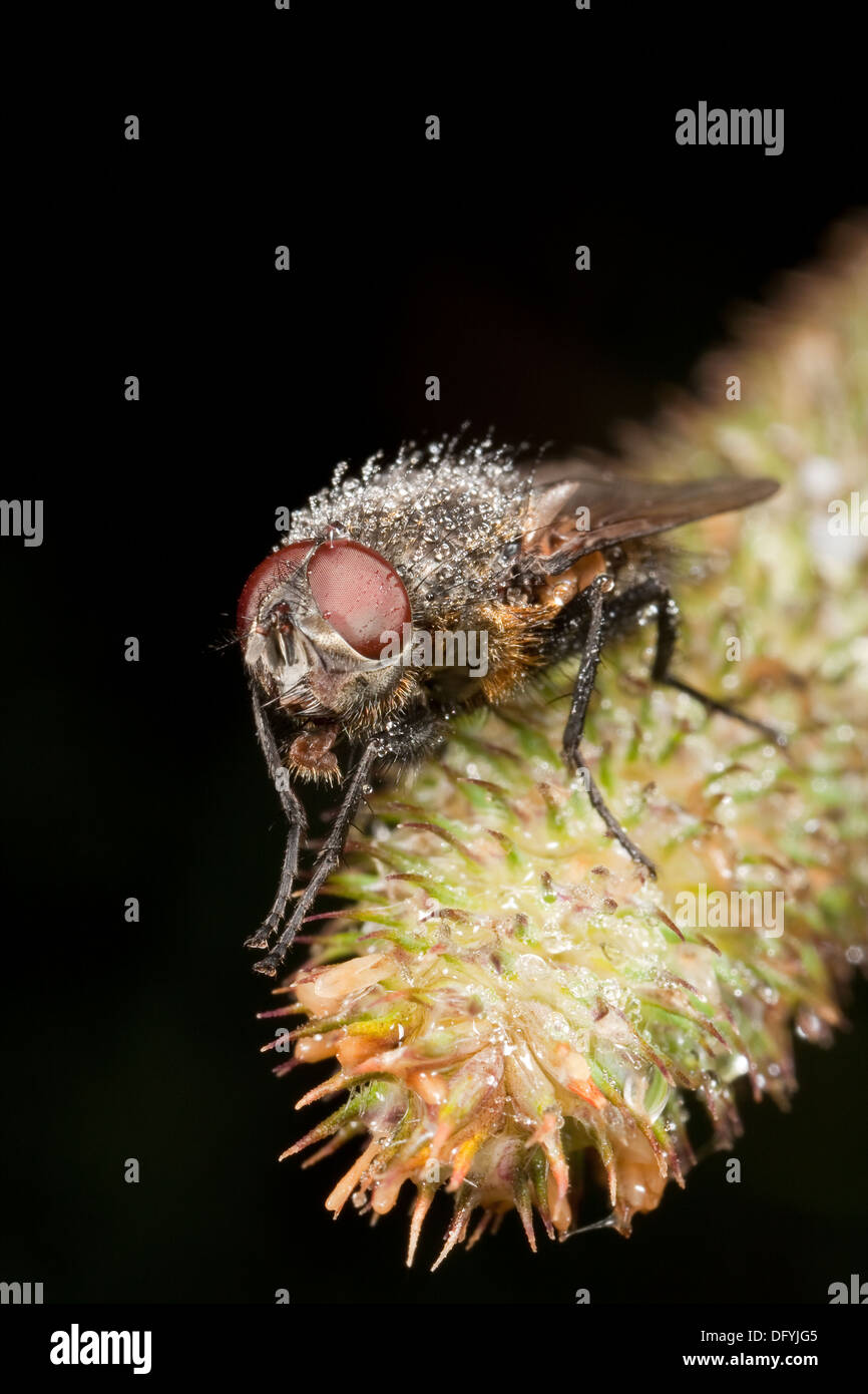Wet House Fly Stock Photo - Alamy
