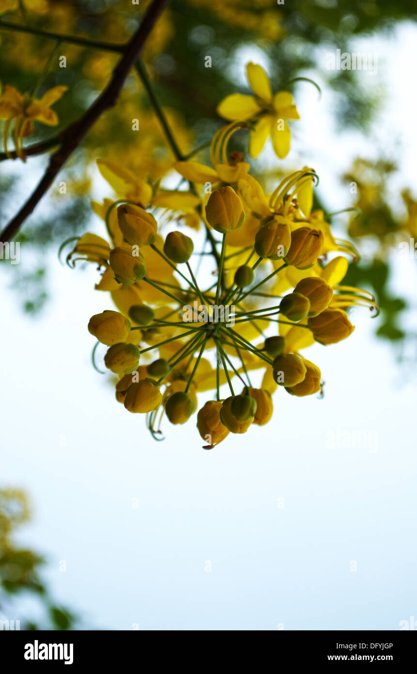 beautiful patterns in nature, formed from inflorescence of cassia ...