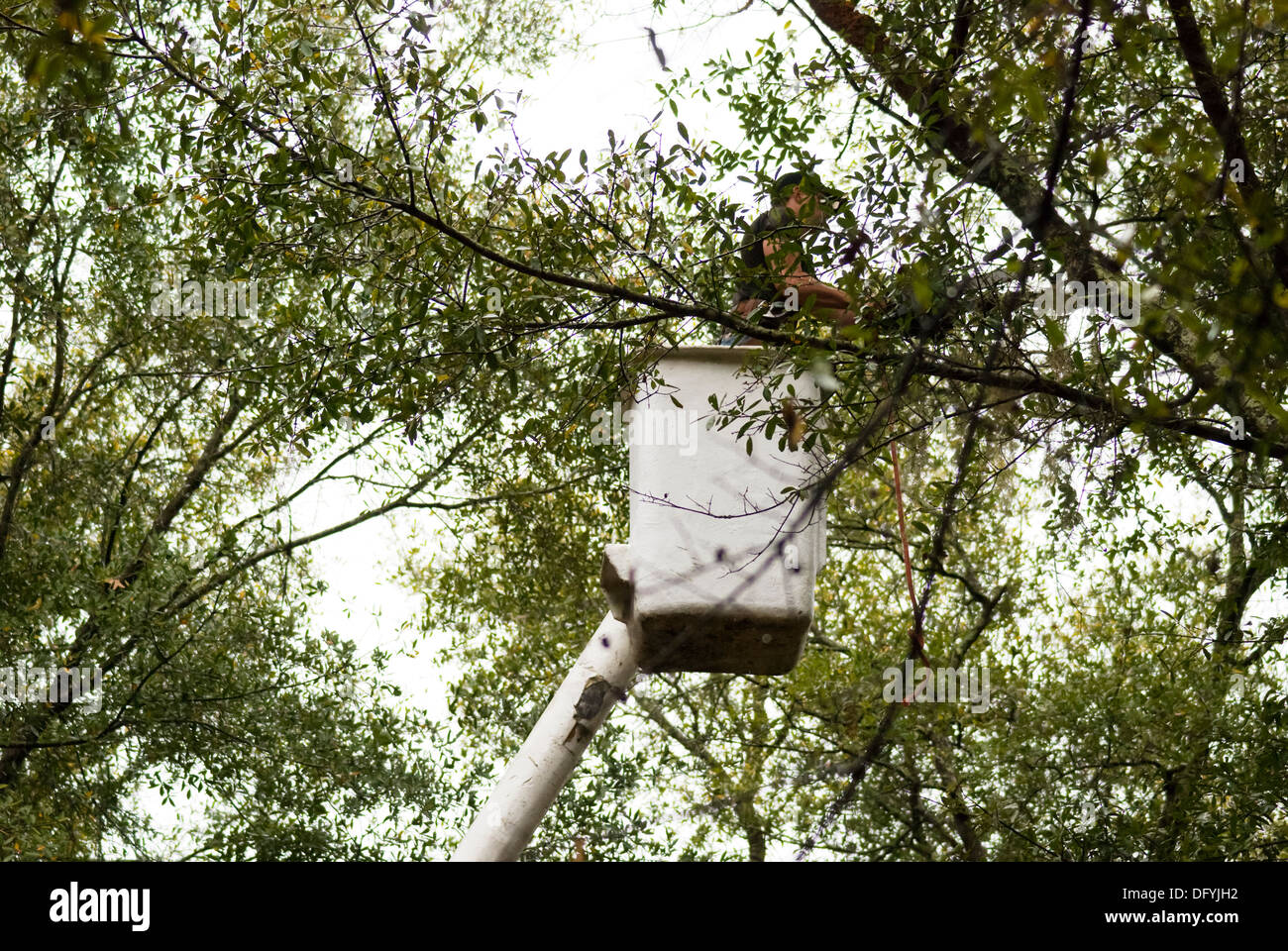 High up cutting tree branches hi-res stock photography and images - Alamy