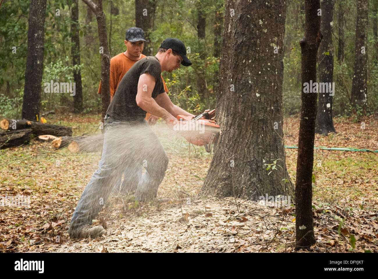 Cutting up felled trees into smaller pieces for removal Stock Photo - Alamy