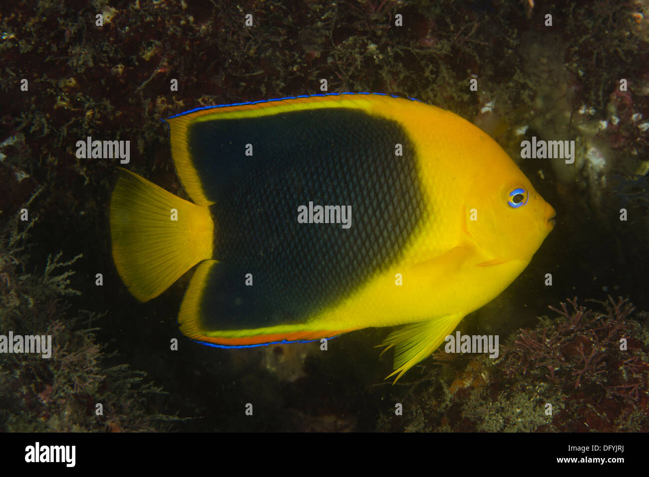 Angel fish hi-res stock photography and images - Alamy