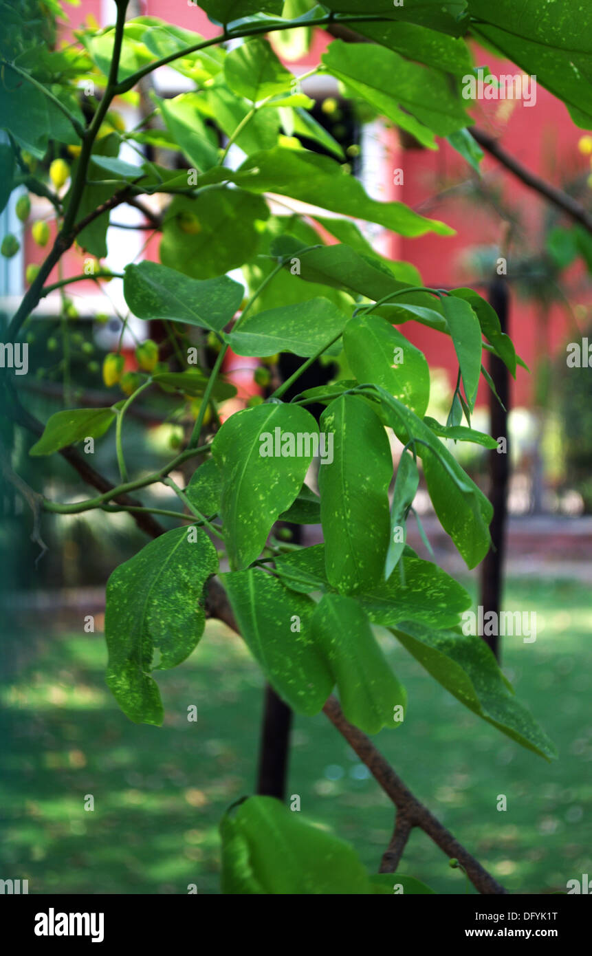 Cassia tree hi-res stock photography and images - Alamy