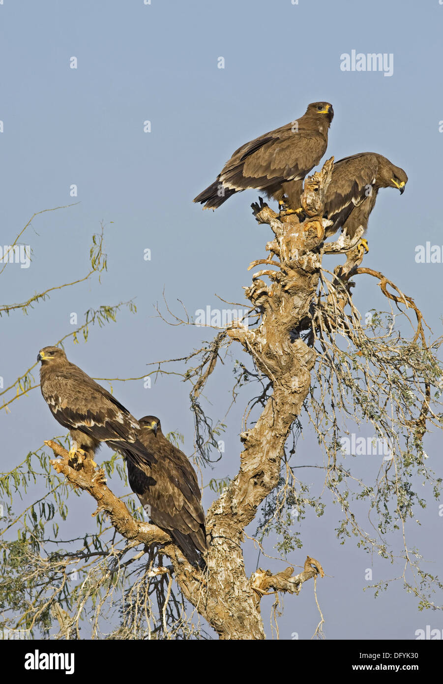 Steppe eagle rajasthan hi-res stock photography and images - Alamy