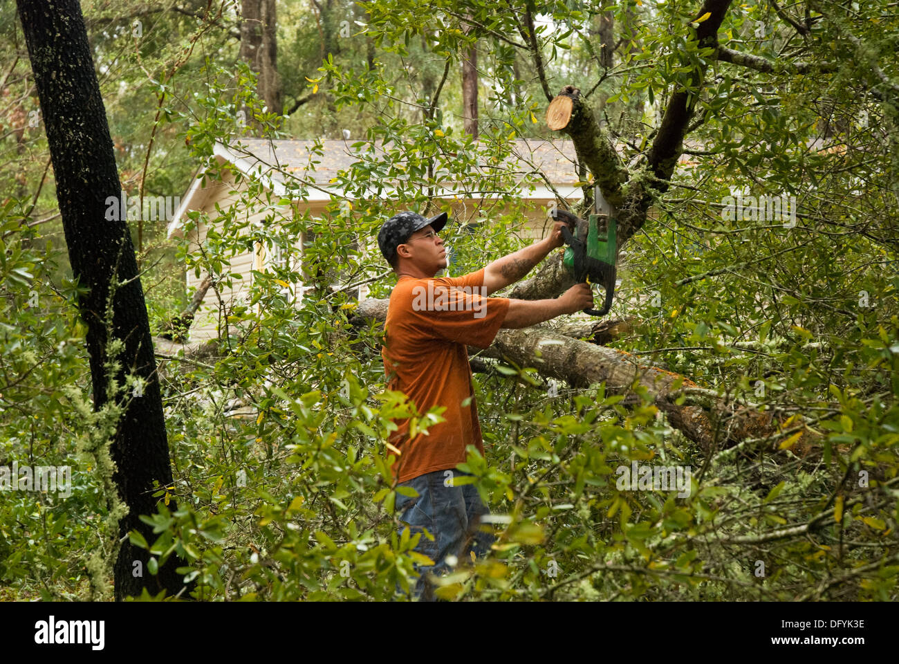 Cutting up felled trees into smaller pieces for removal Stock Photo - Alamy