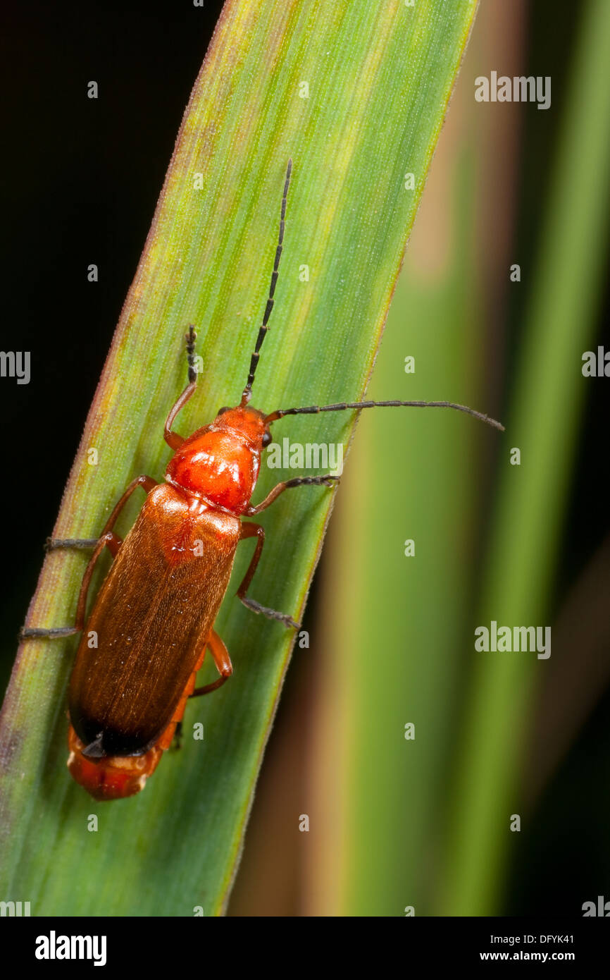 Red Giant Bugs