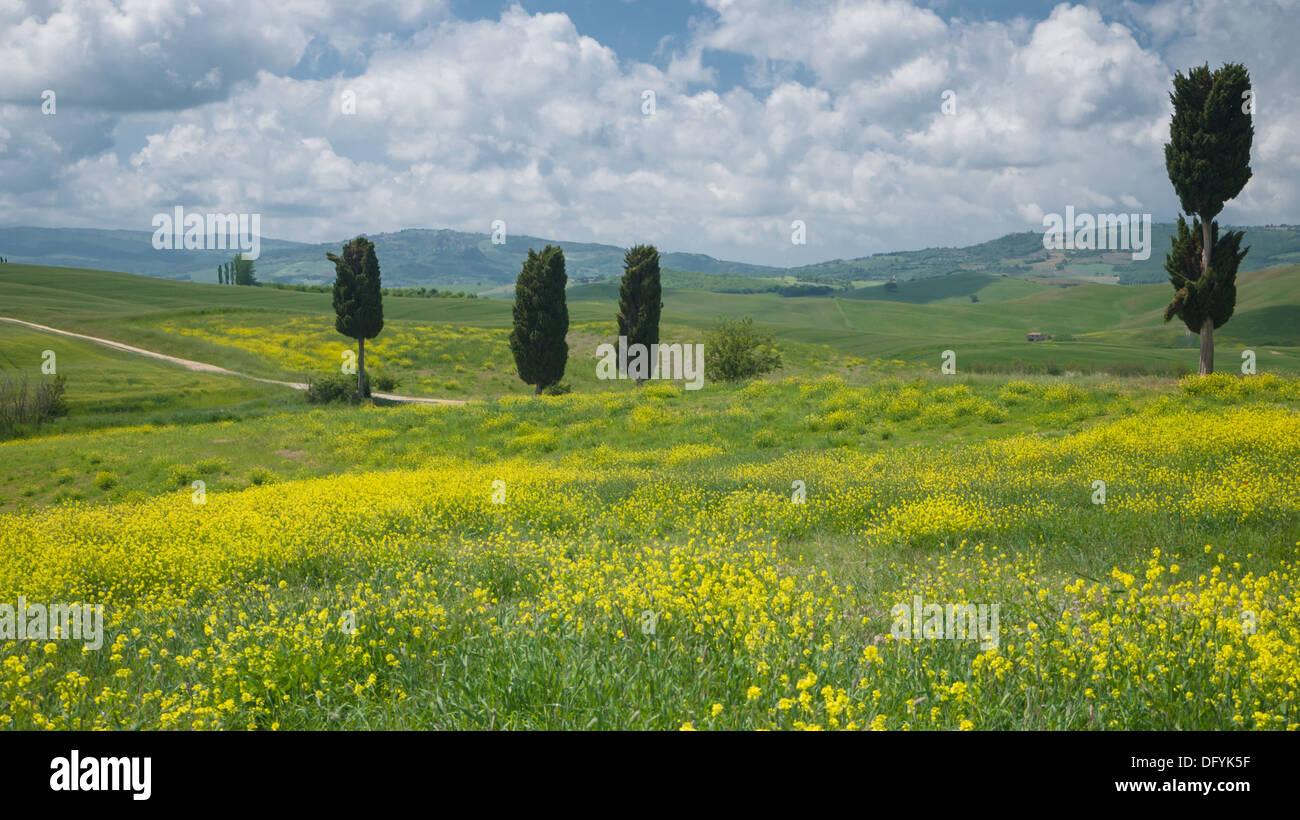 Typical view on cypress trees scattered in a wide Tuscan landscape ...