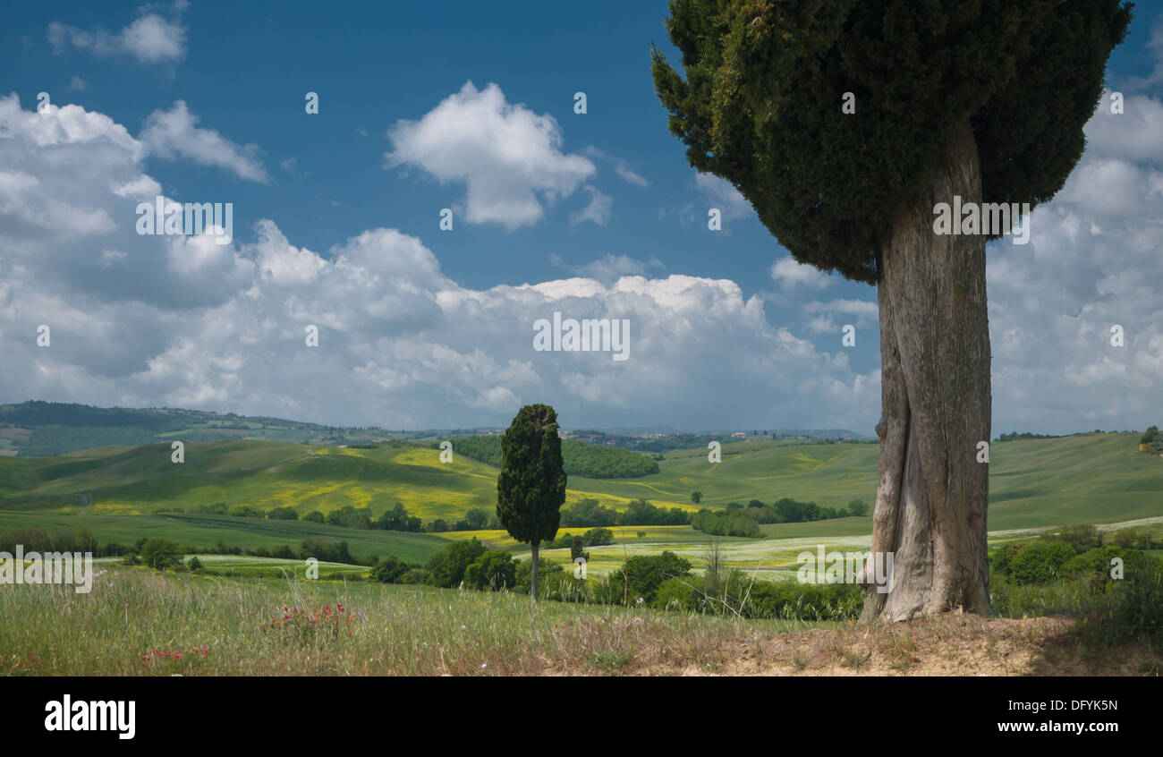 Typical view on solitary cypress trees in a wide Tuscan landscape under ...